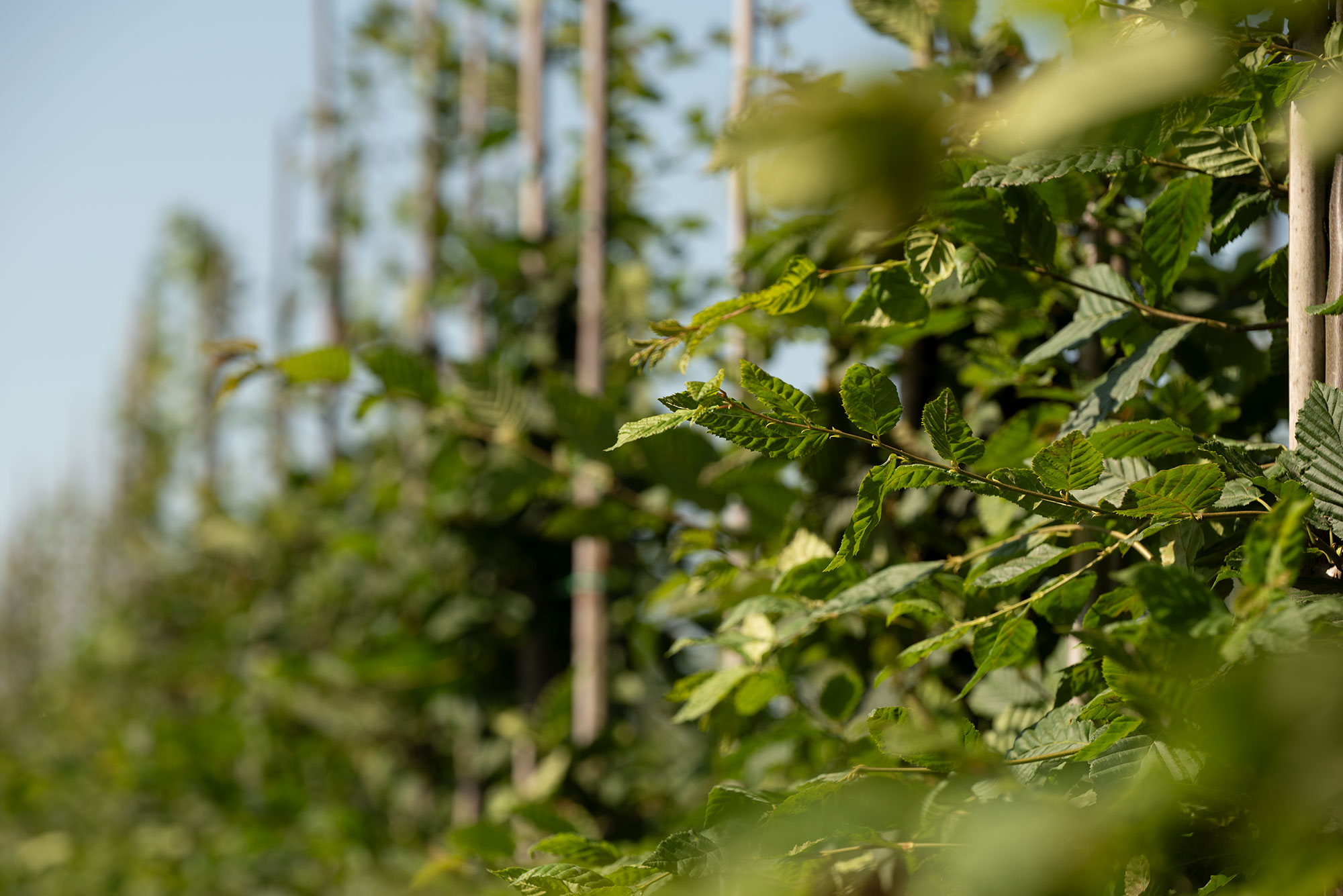 Hazenberg boomkwekerij